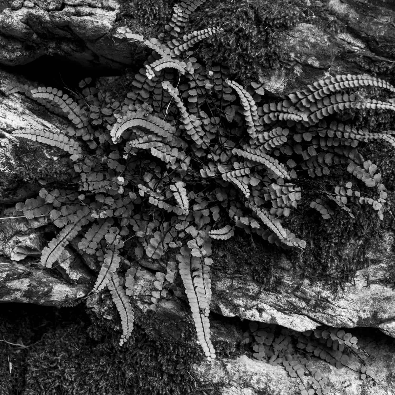 Natuurbeelden als metafoor voor gevoelens - Pf Fotografie Magazine