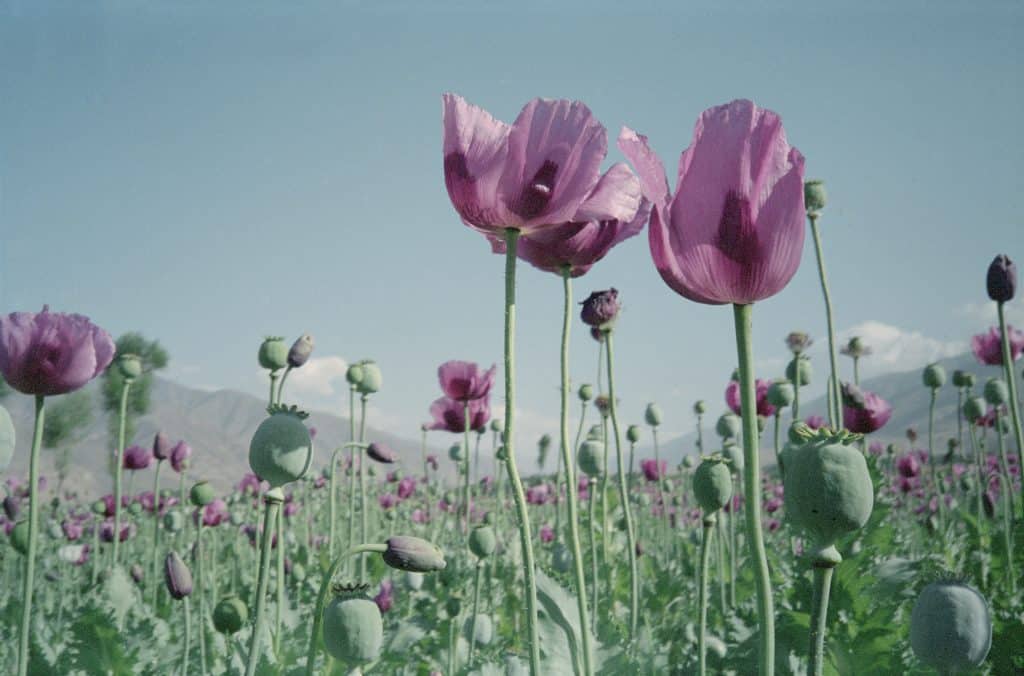 Het megaproject POPPY nu online - Pf Fotografie Magazine